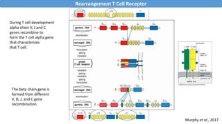 immune tolerance and autoimmunity ------ | PPTX