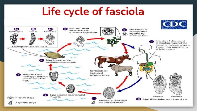 Trematode infections of Hepatobiliary system.pptx | Infectious Diseases ...