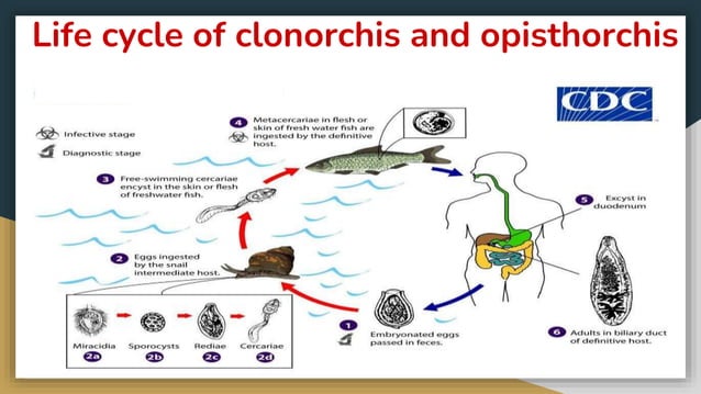 Trematode infections of Hepatobiliary system.pptx | Infectious Diseases ...