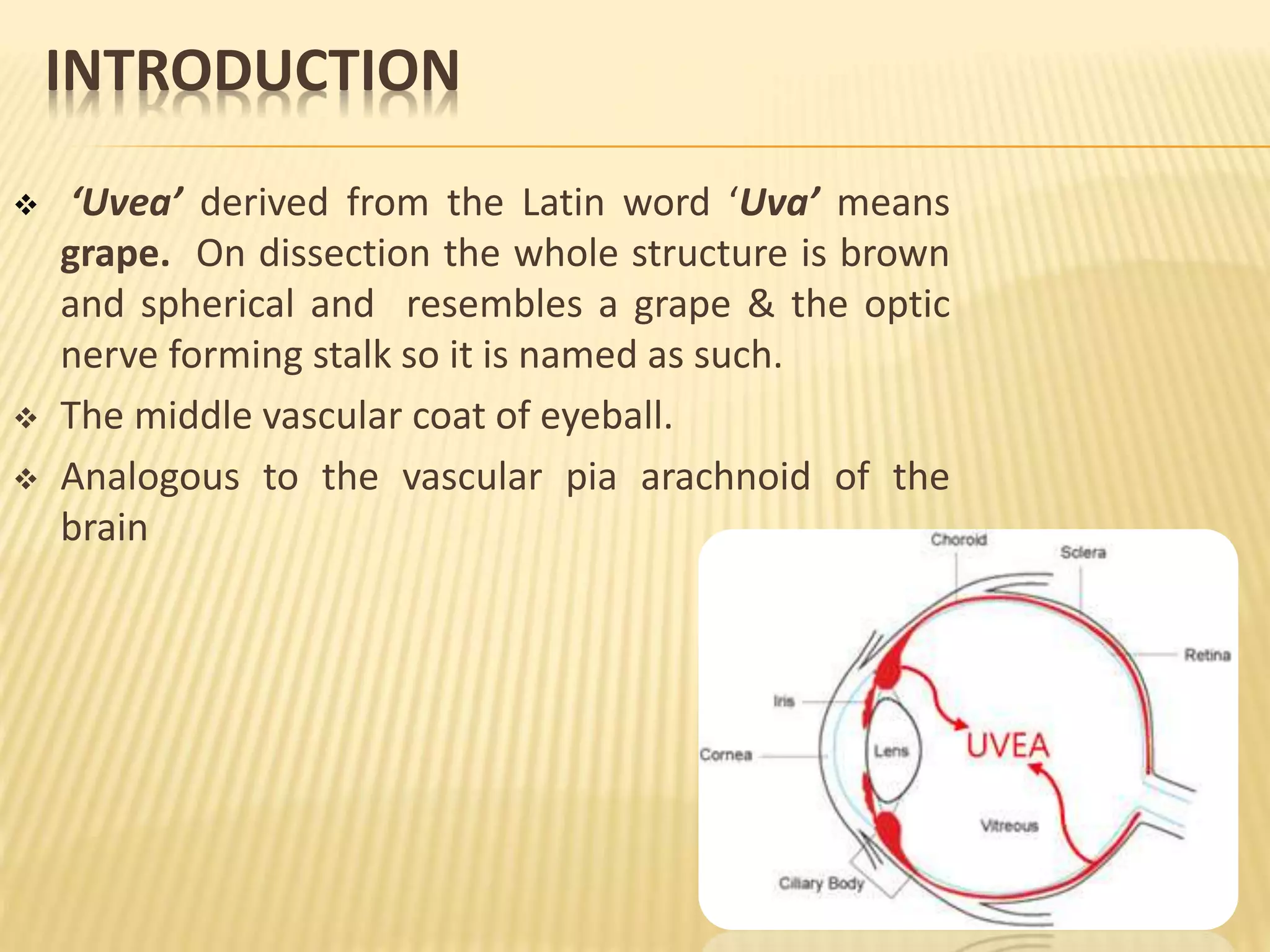 Uveal tract anatomy | PPTX