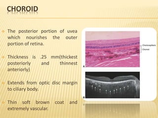 Uveal tract anatomy | PPTX