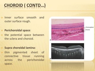 Uveal tract anatomy | PPTX