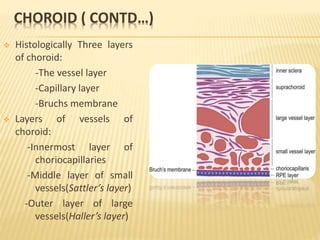 Uveal tract anatomy | PPTX | Eye and Vision Conditions | Diseases and ...