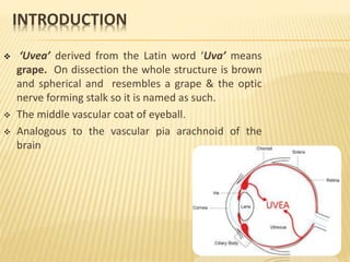Uveal tract anatomy | PPTX | Eye and Vision Conditions | Diseases and ...