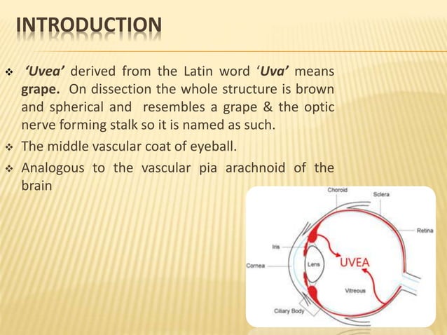Uveal tract anatomy | PPTX | Eye and Vision Conditions | Diseases and ...