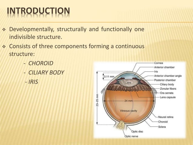 Uveal tract anatomy | PPTX | Eye and Vision Conditions | Diseases and ...