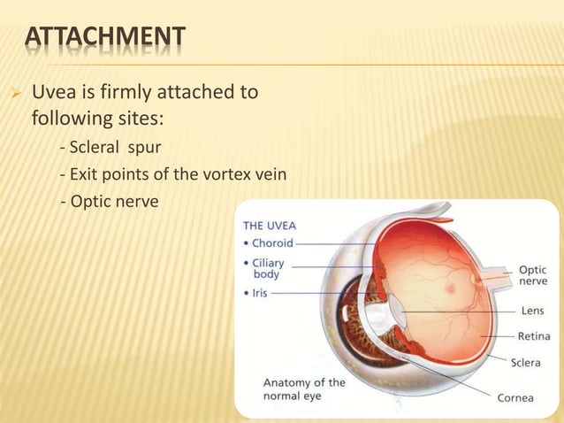 Uveal tract anatomy | PPTX | Eye and Vision Conditions | Diseases and ...