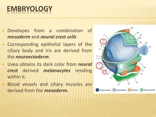 Uveal tract anatomy | PPTX | Eye and Vision Conditions | Diseases and ...