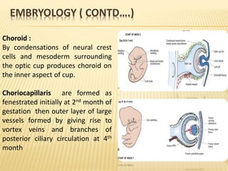 Uveal tract anatomy | PPTX
