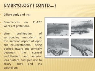 Uveal tract anatomy | PPTX | Eye and Vision Conditions | Diseases and ...