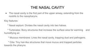Detailed Anatomy of all the structures of Upper airway | PPTX