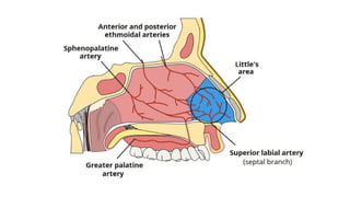Detailed Anatomy of all the structures of Upper airway | PPTX