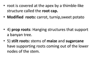 5_6222110437291327577.pptx