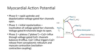 cardiovascular physiology basics points.pptx