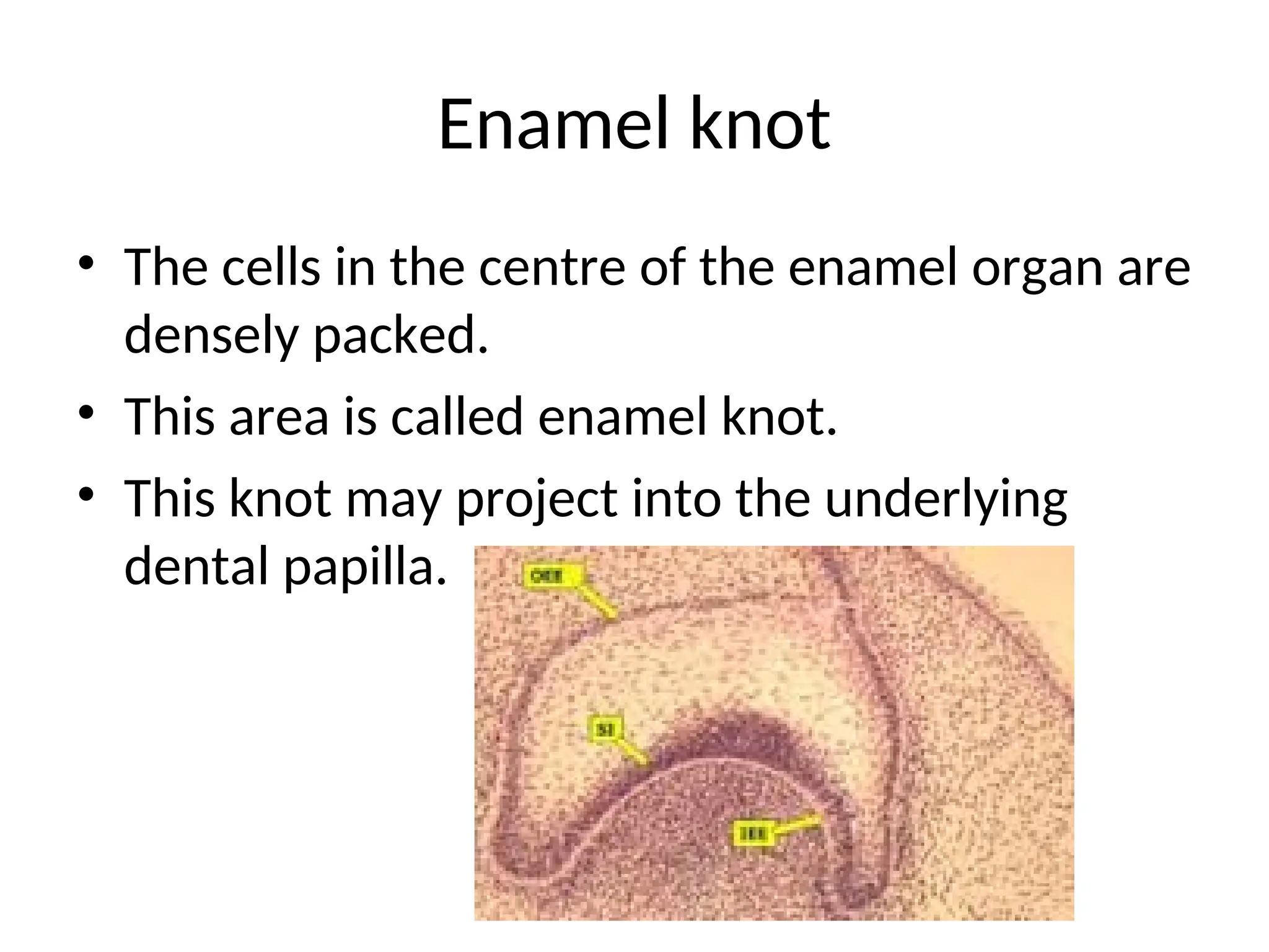 Tooth development on early stages of intra uterine life | PPT
