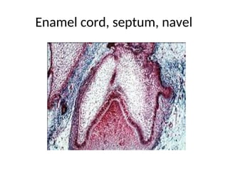 Tooth development on early stages of intra uterine life | PPT