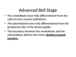 Tooth development on early stages of intra uterine life | PPT