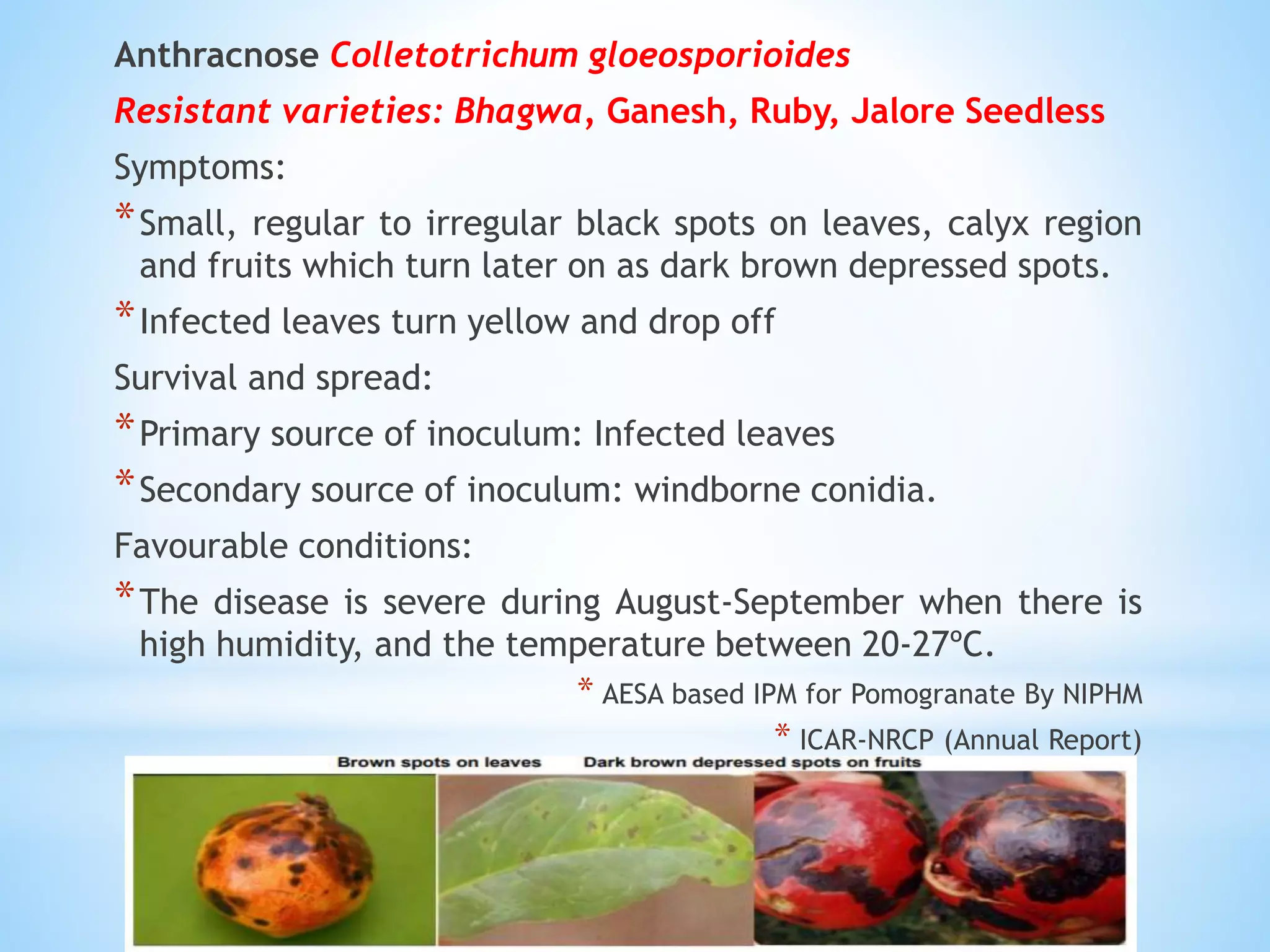 Integrated disease of pomegranate | PPTX