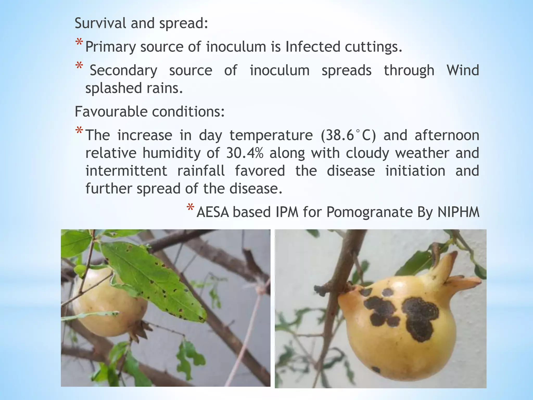 Integrated disease of pomegranate | PPTX