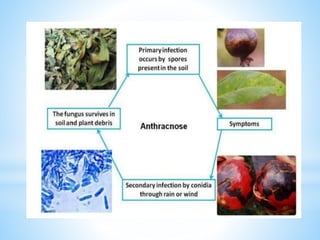 Integrated disease of pomegranate | PPTX