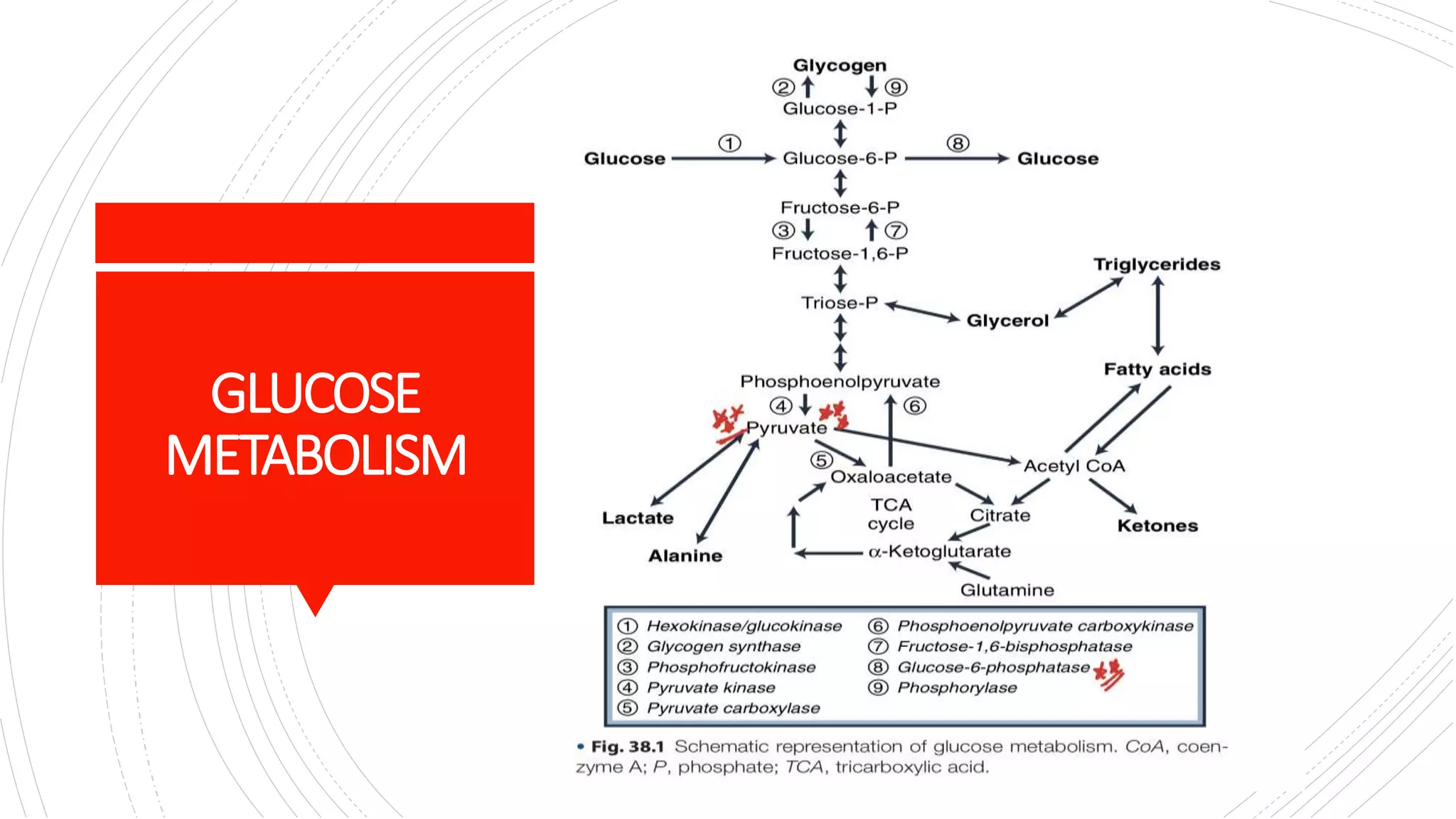 HYPOGLYCEMIA | PPTX