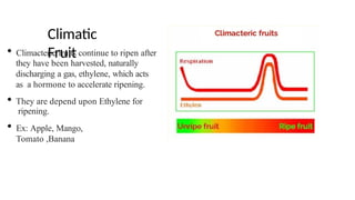 5_6305062460688700325.pptx of plant physiology | PPTX