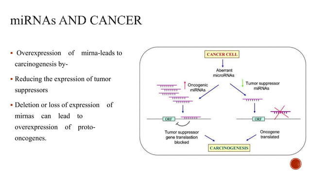Multistep Carcinogenesis | PPTX | Cancer | Diseases and Conditions