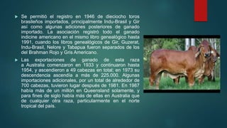 563728328-Bardales-Gonzales-Raza-Brahman.pptx