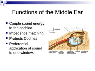 56514243 physiology-of-hearing-balance | PPT