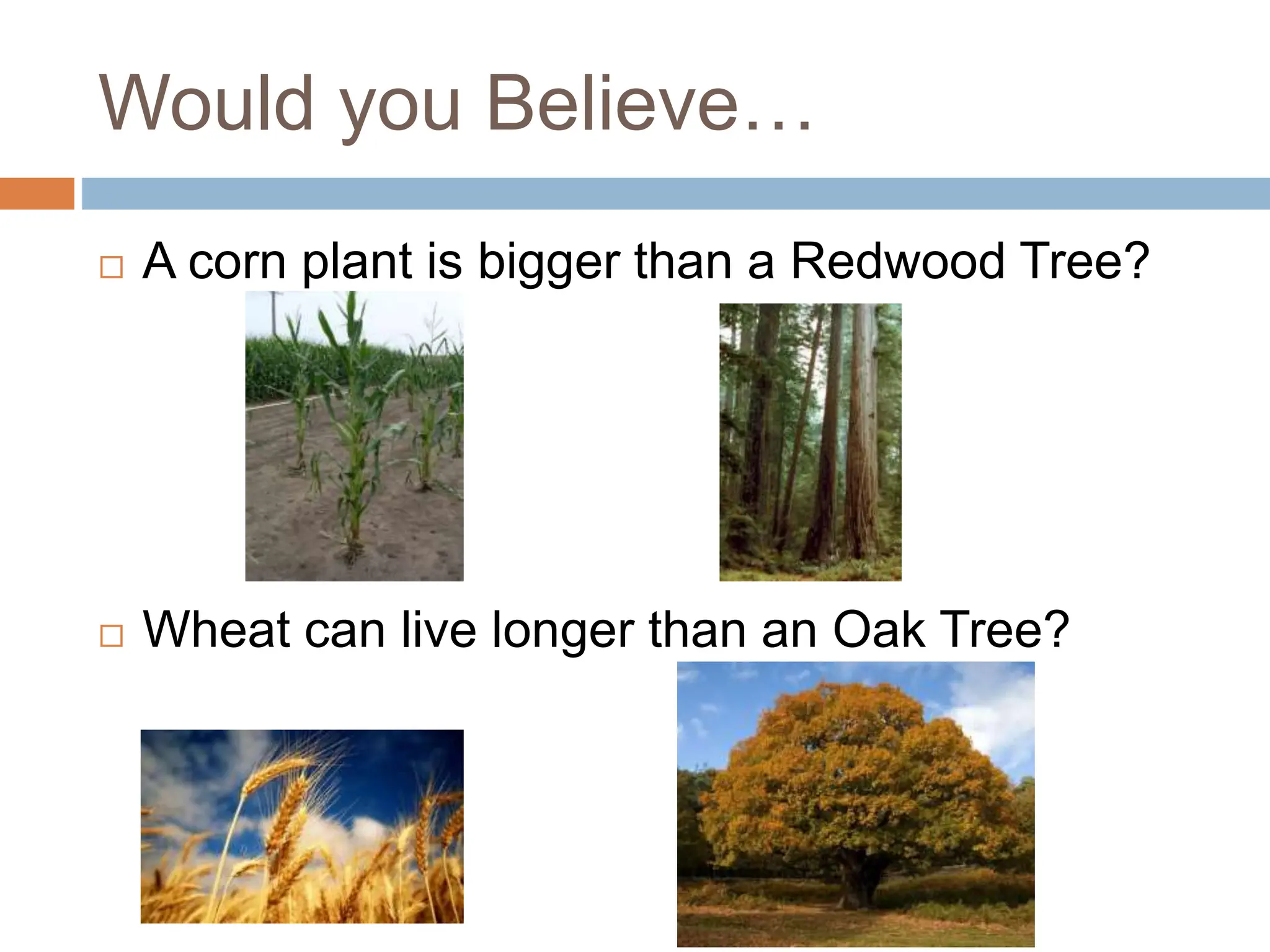 Parts of a seed in its Germination a PPT | PPT