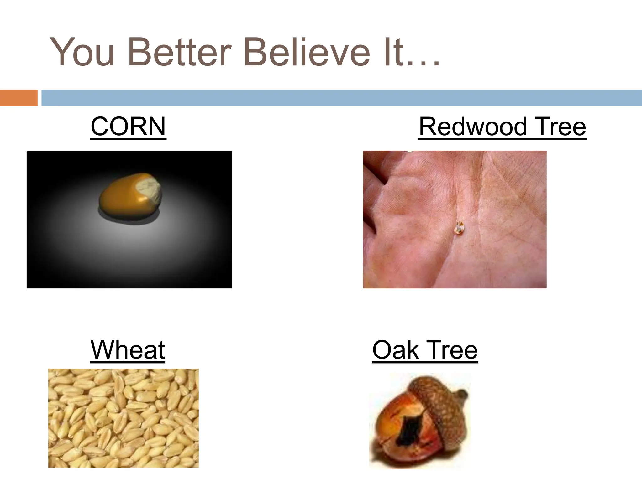 Parts of a seed in its Germination a PPT | PPT