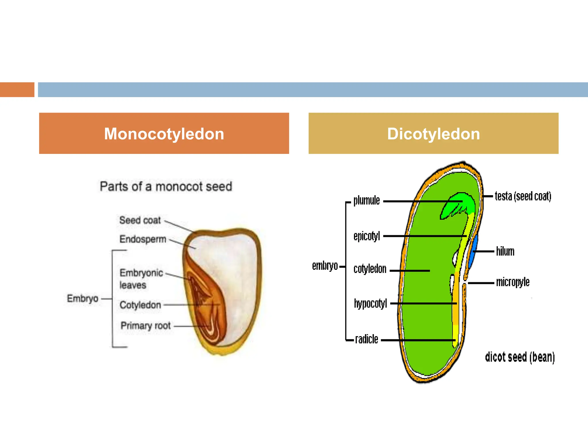 Parts of a seed in its Germination a PPT | PPT