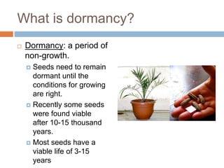 Parts of a seed in its Germination a PPT | PPT