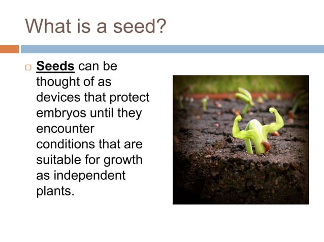 Parts of a seed in its Germination a PPT | PPT
