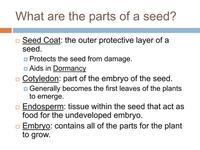 Parts of a seed in its Germination a PPT | PPT