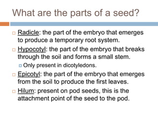 Parts of a seed in its Germination a PPT | PPT