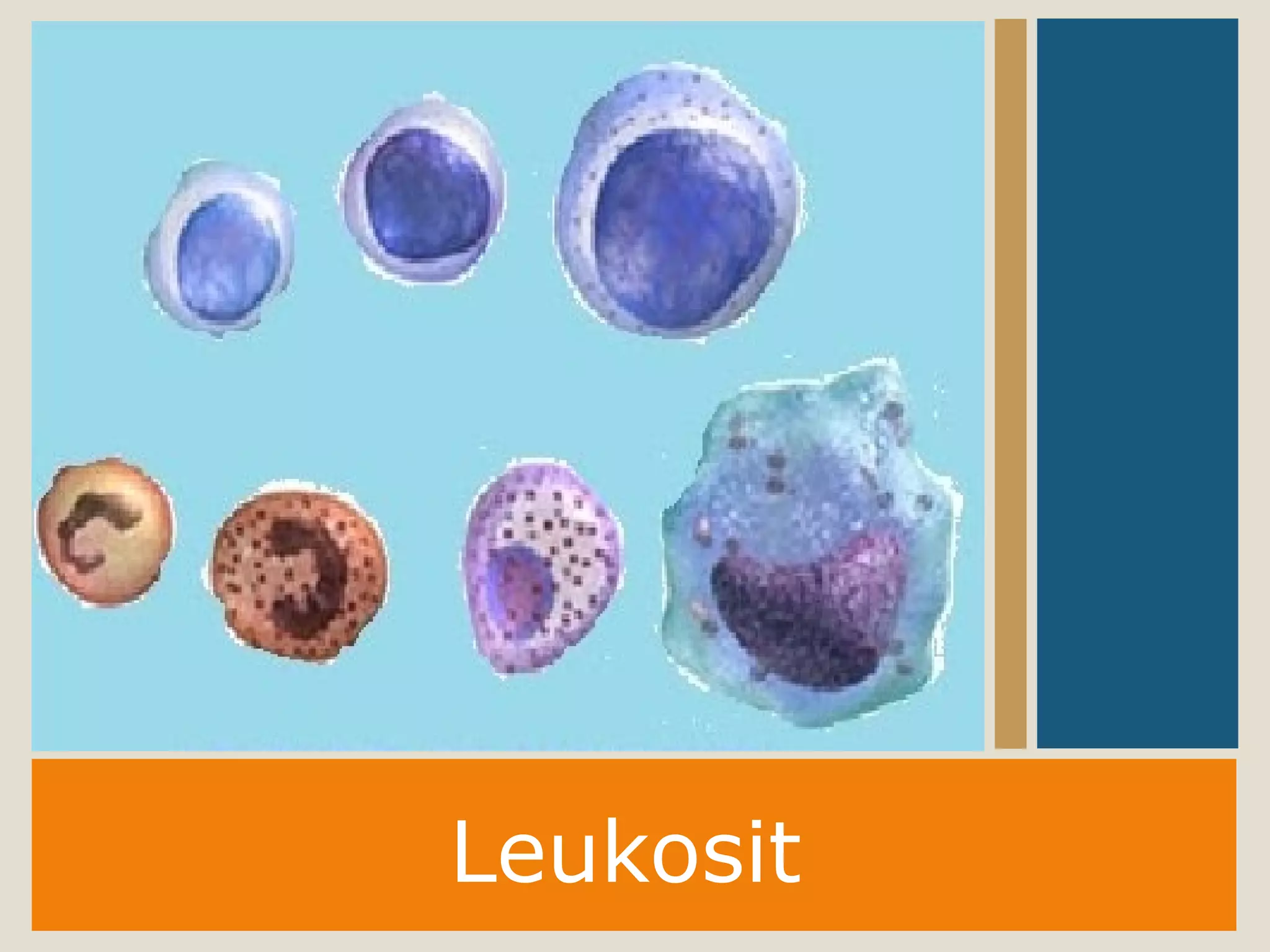 Leukosit | PPT