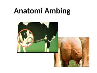 5_6_7 ANATOMI DAN FISIOLOGI AMBING sapi.pptx