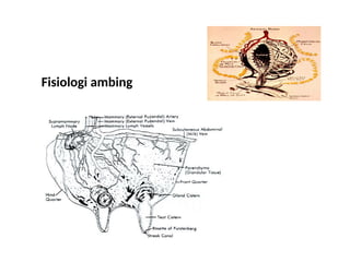 5_6_7 ANATOMI DAN FISIOLOGI AMBING sapi.pptx