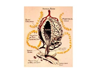 5_6_7 ANATOMI DAN FISIOLOGI AMBING sapi.pptx