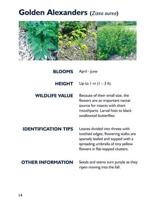 Native-Plant-Guide-for-web | PDF | Beekeeping | Hobbies & Interests