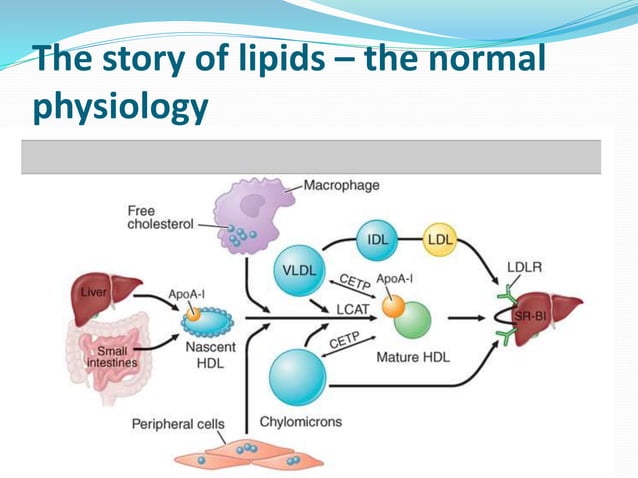 5682673.ppt biochemistry of lipid metabolism | PPT