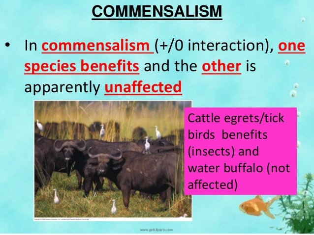 UNIT 3 POPULATION ECOLOGY (1)