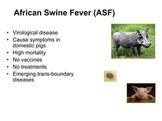 Impact of Emerging Transboundary Diseases, using African Swine Fever in ...