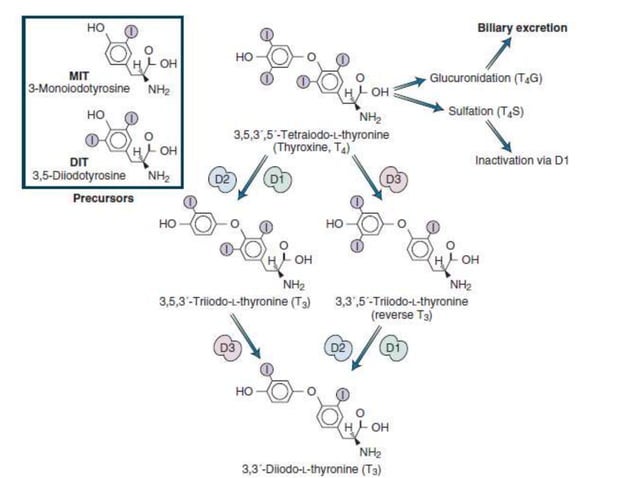 Sick Euthyroid Syndrome Pptx