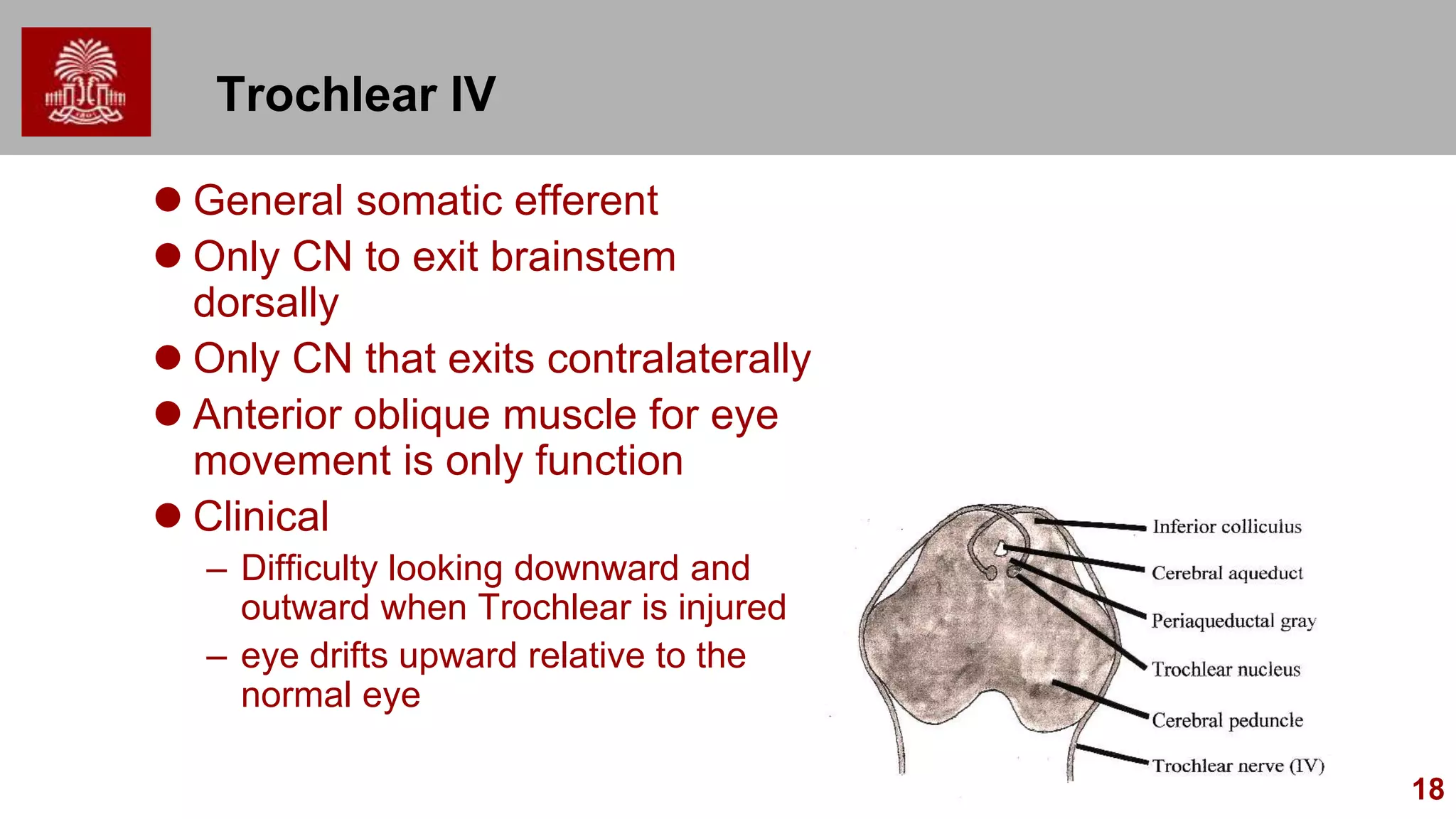 5 6 cranial nerves.pptx