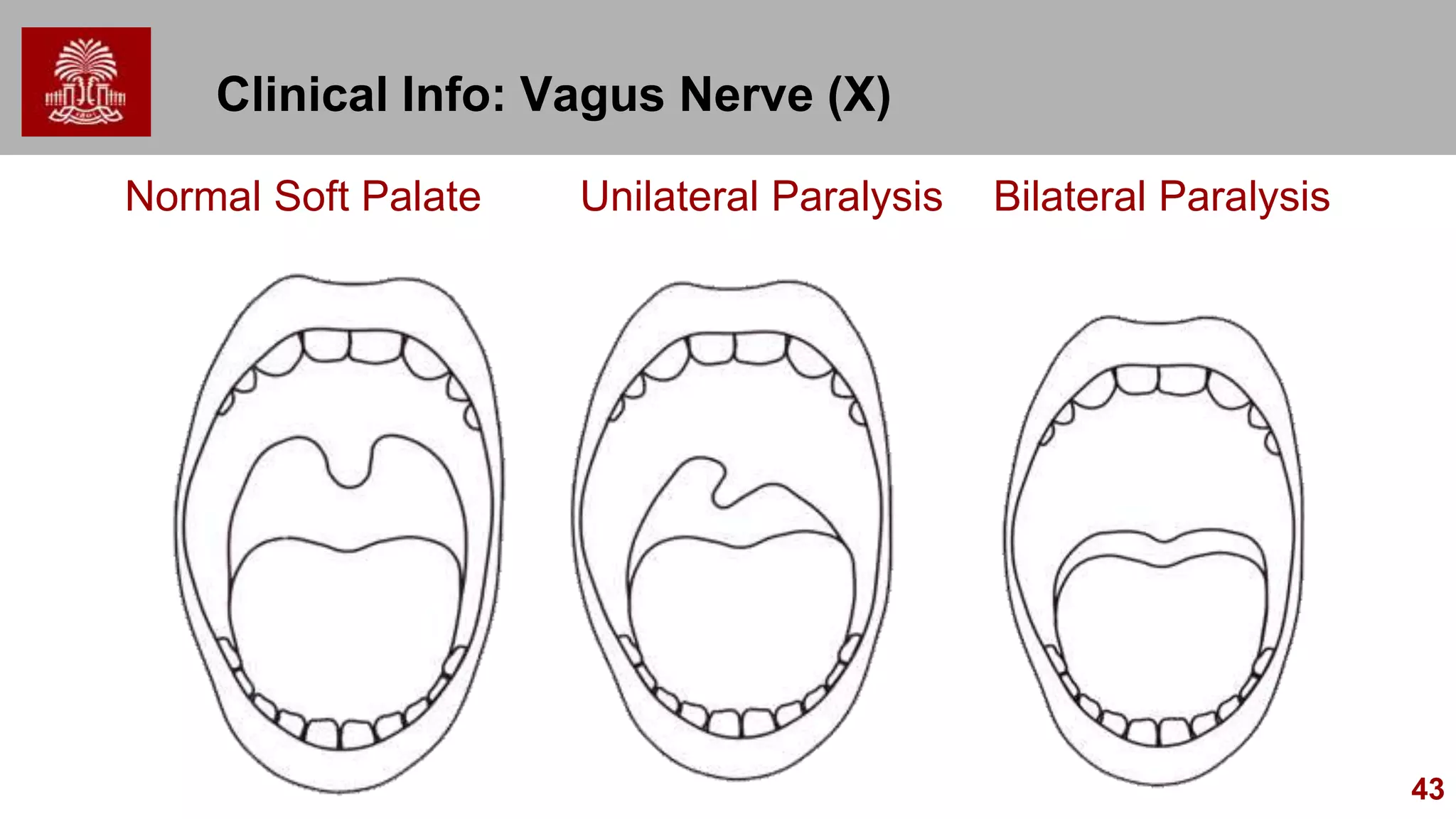 5 6 cranial nerves.pptx