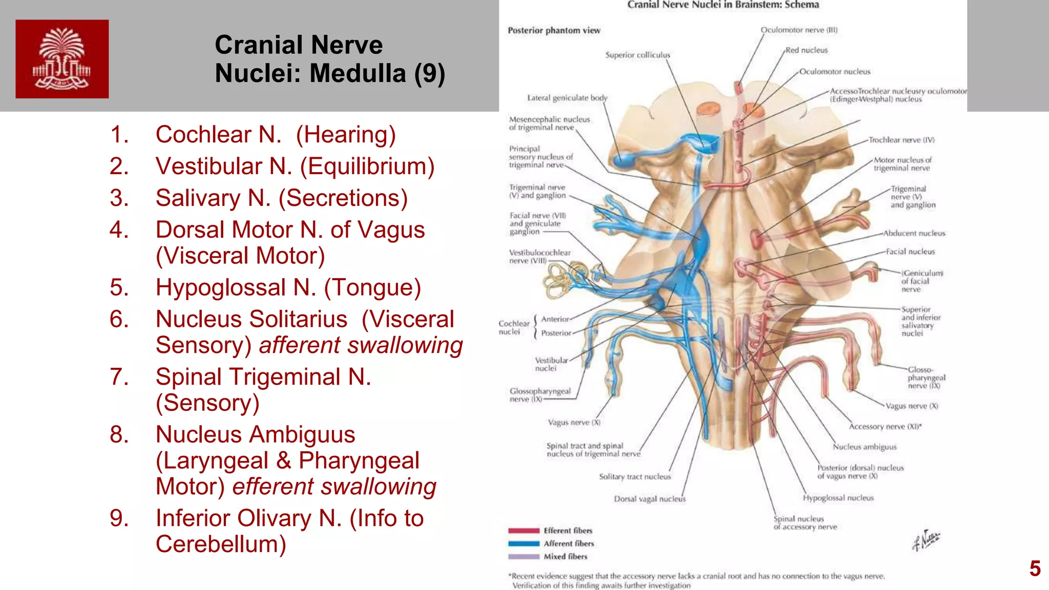 5 6 cranial nerves.pptx