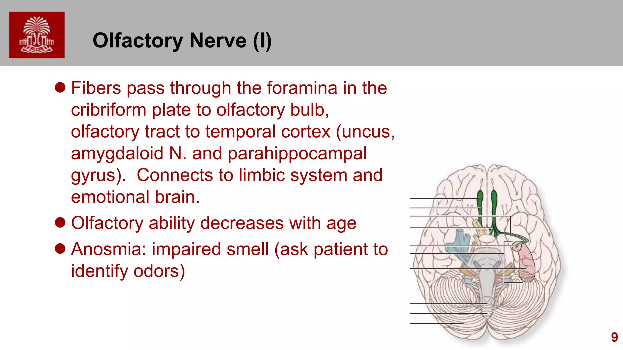 5 6 cranial nerves.pptx | Ear, Nose and Throat Conditions | Diseases ...