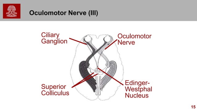 5 6 cranial nerves.pptx